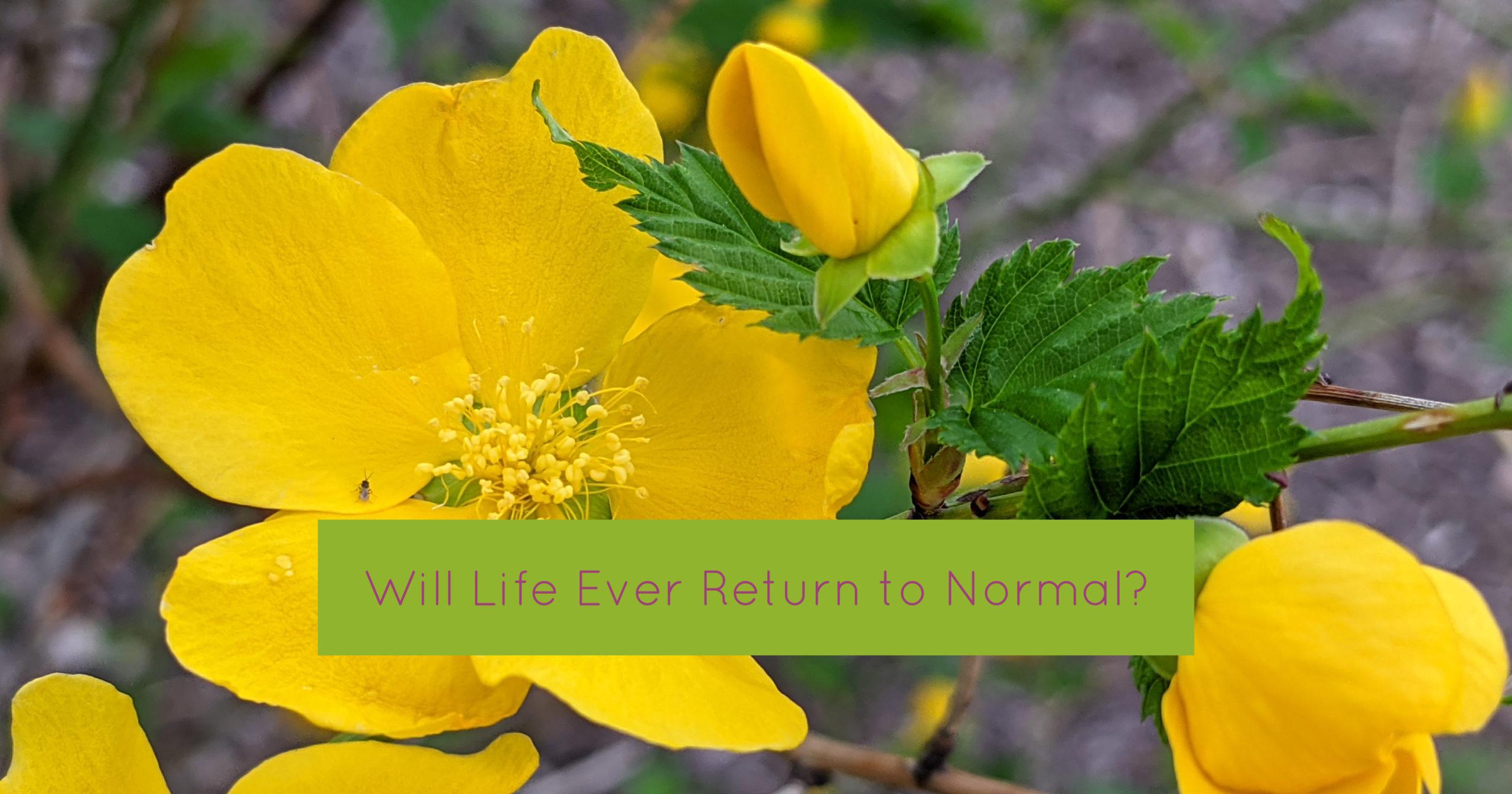 Will Life Ever Return to Normal? - Theresa Boedeker