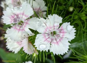 Don't Bite the Bait: How to Respond to Criticism - Theresa Boedeker